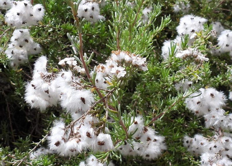 Эриоцефалус африканский, "Дикий розмарин": malamant — LiveJournal