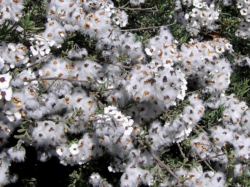 Эриоцефалус африканский, "Дикий розмарин": malamant — LiveJournal