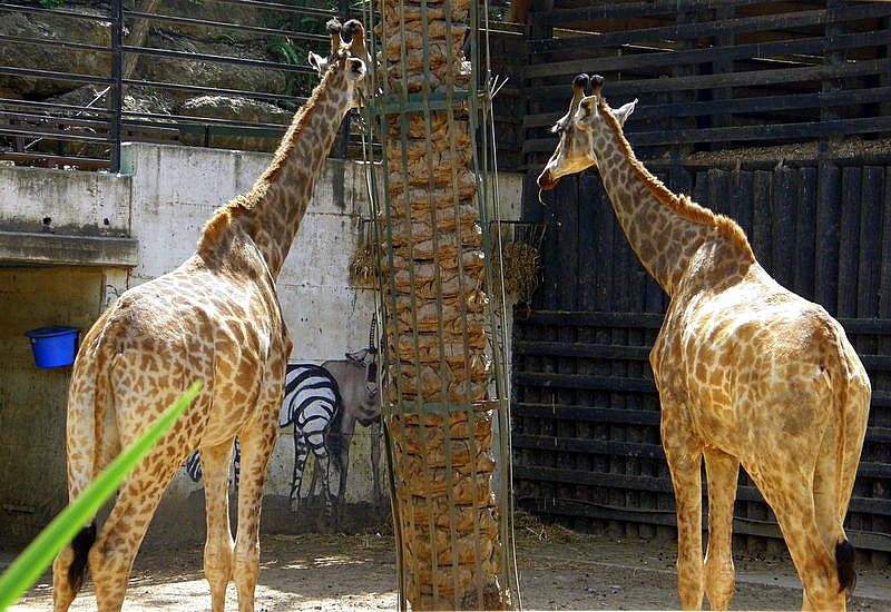 Крупные животные в зоопарках: malamant — LiveJournal