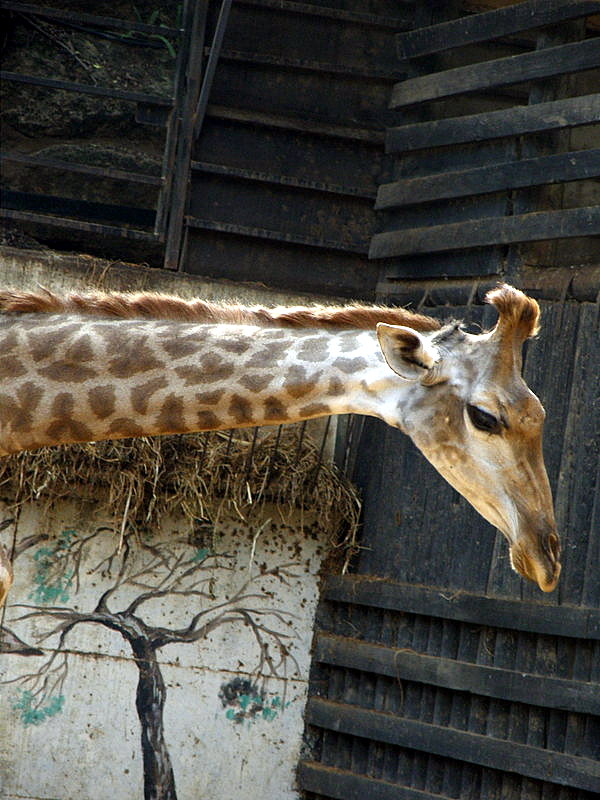 Крупные животные в зоопарках: malamant — LiveJournal