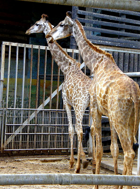 Крупные животные в зоопарках: malamant — LiveJournal